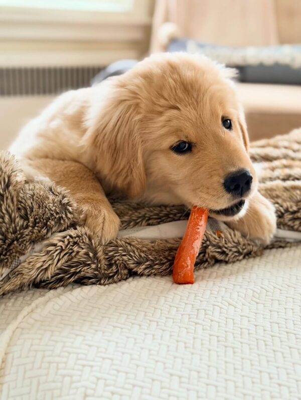 Bella - Pure Golden Kennel
